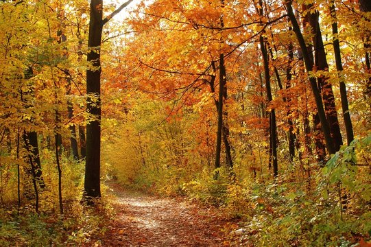 Imagens de Fall* – Explore Fotografias do Stock, Vetores e Vídeos de ...
