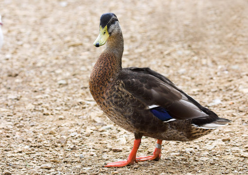 รูปภาพWaddle – เลือกดูภาพถ่ายสต็อก เวกเตอร์ และวิดีโอ7,412 | Adobe Stock