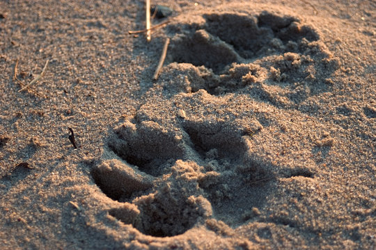 Tatzen 이미지 – 찾아보기 1,023 스톡 사진, 벡터 및 비디오 | Adobe Stock