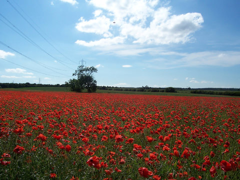 รูปภาพPoppys – เลือกดูภาพถ่ายสต็อก เวกเตอร์ และวิดีโอ528,543 | Adobe Stock รูปภาพPoppys – เลือกดูภาพถ่ายสต็อก เวกเตอร์ และวิดีโอ528,543 | Adobe Stock