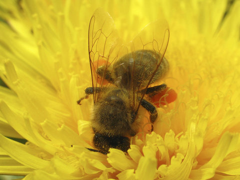 Bee-Swarm Images – Browse 19 Stock Photos, Vectors, and Video | Adobe Stock