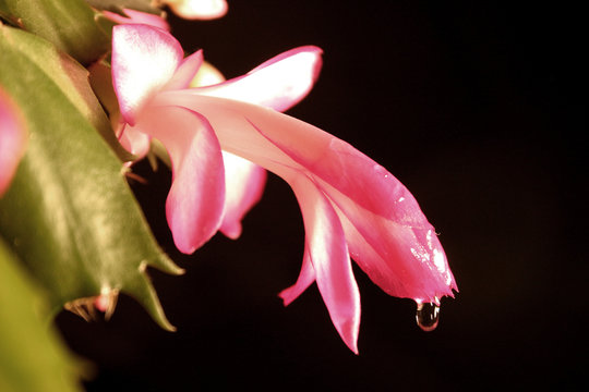 Nectar Images – Browse 513,701 Stock Photos, Vectors, and Video | Adobe ...