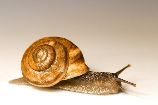 Escargo 이미지 – 찾아보기 60,466 스톡 사진, 벡터 및 비디오 | Adobe Stock