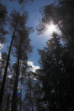 Sommersonne - Images et vidéos libres de droits | Adobe Stock