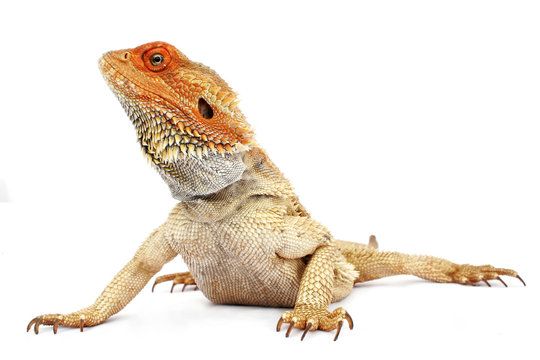 รูปภาพAcrodonta – เลือกดูภาพถ่ายสต็อก เวกเตอร์ และวิดีโอ11,557 | Adobe ...