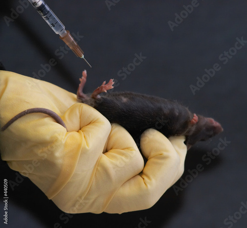 "laboratory mouse given intraperitoneal injection" Stock photo and ...