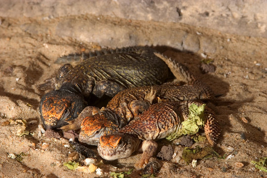 รูปภาพWarane – เลือกดูภาพถ่ายสต็อก เวกเตอร์ และวิดีโอ309 | Adobe Stock