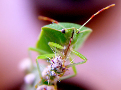 「Chipo」の写真素材 | 39件の無料イラスト画像 | Adobe Stock