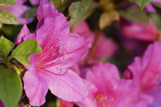 Azalea Bilder – Durchsuchen 75,913 Archivfotos, Vektorgrafiken und ...