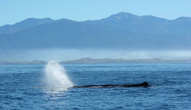 Potwal Images – Browse 30 Stock Photos, Vectors, and Video | Adobe Stock