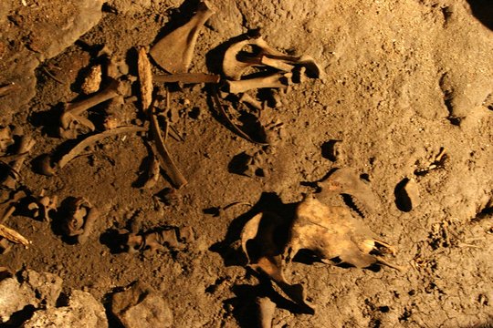 รูปภาพVerwesung – เลือกดูภาพถ่ายสต็อก เวกเตอร์ และวิดีโอ735 | Adobe Stock