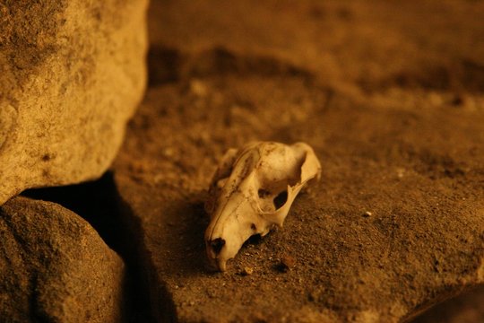 รูปภาพVerwesung – เลือกดูภาพถ่ายสต็อก เวกเตอร์ และวิดีโอ735 | Adobe Stock