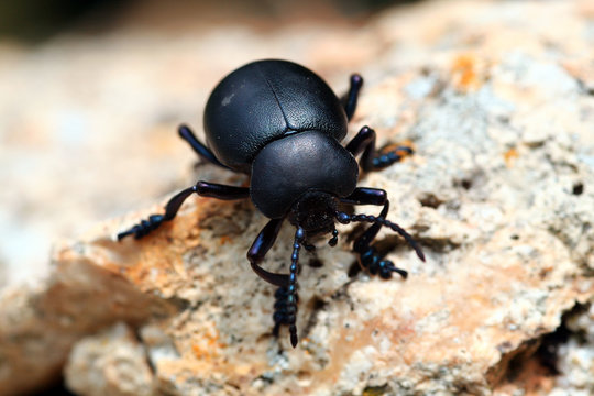 Bousier Images – Browse 91 Stock Photos, Vectors, and Video | Adobe Stock