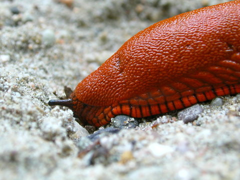 รูปภาพLimace – เลือกดูภาพถ่ายสต็อก เวกเตอร์ และวิดีโอ1,245 | Adobe Stock