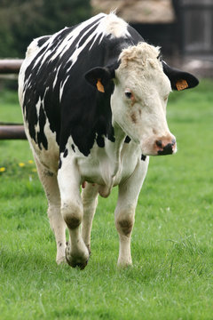 รูปภาพMamelle – เลือกดูภาพถ่ายสต็อก เวกเตอร์ และวิดีโอ426 | Adobe Stock