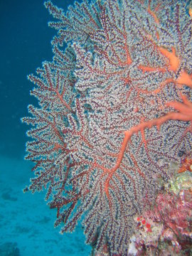 รูปภาพGorgonie – เลือกดูภาพถ่ายสต็อก เวกเตอร์ และวิดีโอ343 | Adobe Stock