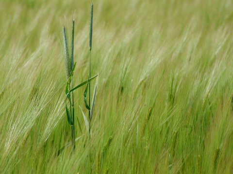 Gertse Images – Browse 26 Stock Photos, Vectors, and Video | Adobe Stock