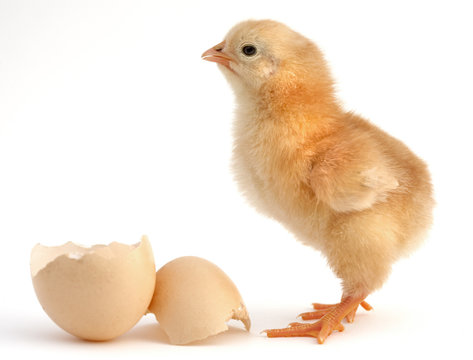 Imágenes de Pollito: descubre bancos de fotos, ilustraciones, vectores ...