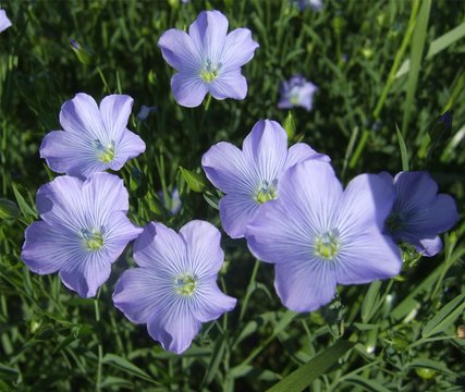 Imagens de Lin – Explore Fotografias do Stock, Vetores e Vídeos de ...