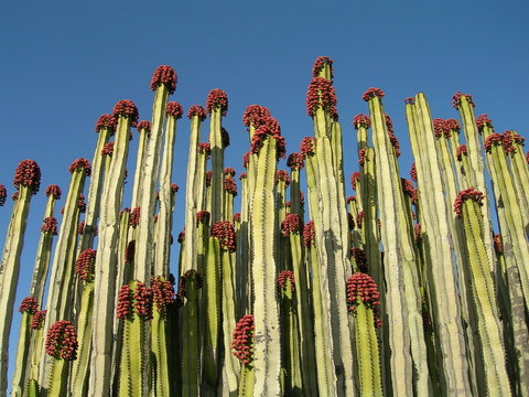Cardón Images – Parcourir 14,882 le catalogue de photos, vecteurs et ...
