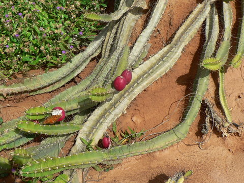 Xoconostle Images – Browse 52,548 Stock Photos, Vectors, and Video ...