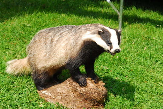 「Dachs」の画像 - 1,096 件の Stock 写真、ベクターおよびビデオ | Adobe Stock