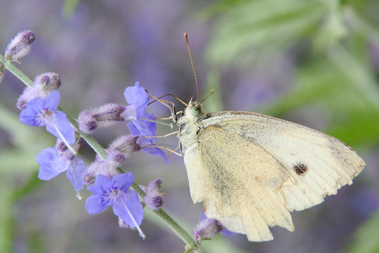 รูปภาพVoleter – เลือกดูภาพถ่ายสต็อก เวกเตอร์ และวิดีโอ165 | Adobe Stock