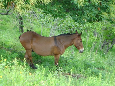 「Maultier」の画像 - 1,137 件の Stock 写真、ベクターおよびビデオ | Adobe Stock