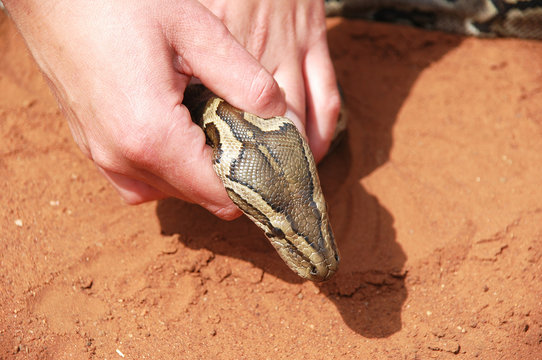 Pithon Images – Browse 35 Stock Photos, Vectors, and Video | Adobe Stock