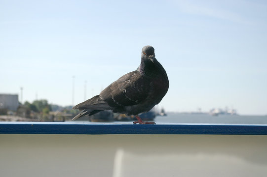 「Pegeon」の写真素材 | 191件の無料イラスト画像 | Adobe Stock