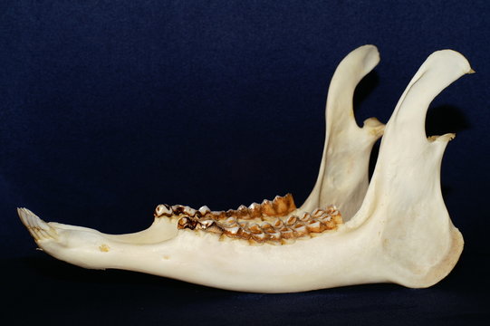 DIE 3,289 BESTEN BILDER, STOCK-FOTOS UND -VEKTORGRAFIKEN ZU „Rehgebiss ...