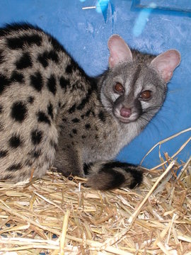 Genette Images – Browse 50 Stock Photos, Vectors, and Video | Adobe Stock