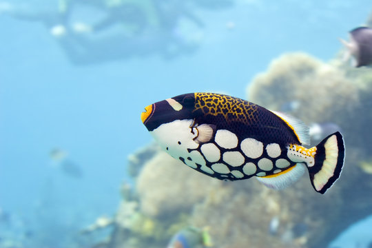 Triggerfish Bilder – Durchsuchen 6,878 Archivfotos, Vektorgrafiken und ...