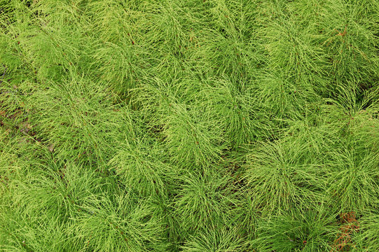 Arthrophyta bilder – Bläddra bland 9,178 stockfoton, vektorer och ...