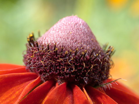 Flower-Plot Imagens – Procure 21 fotos, vetores e vídeos | Adobe Stock