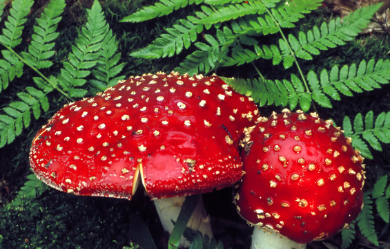 รูปภาพGiftpilz – เลือกดูภาพถ่ายสต็อก เวกเตอร์ และวิดีโอ14,265 | Adobe Stock