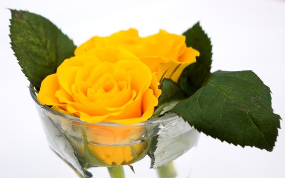 Fuchs-Rose Bilder – Durchsuchen 926 Archivfotos, Vektorgrafiken und ...