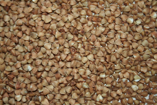 Alforfon 이미지 – 찾아보기 17 스톡 사진, 벡터 및 비디오 | Adobe Stock