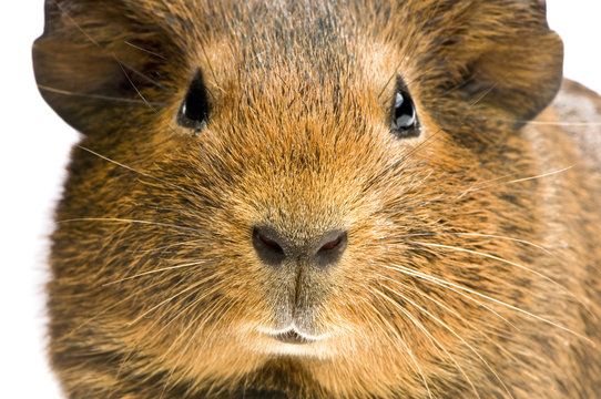 Cobaille - Images et vidéos libres de droits | Adobe Stock