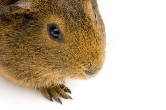 Cobaille Bilder – Durchsuchen 46 Archivfotos, Vektorgrafiken und Videos ...