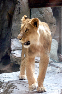 「Rrrrr」の写真素材 | 10件の無料イラスト画像 | Adobe Stock