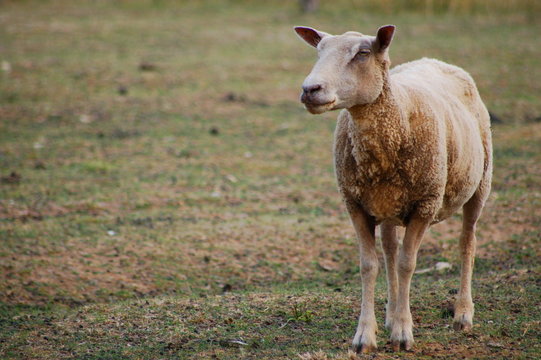 Brebis Images – Browse 6,431 Stock Photos, Vectors, and Video | Adobe Stock