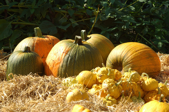 Coloquintes Images – Browse 514 Stock Photos, Vectors, and Video ...