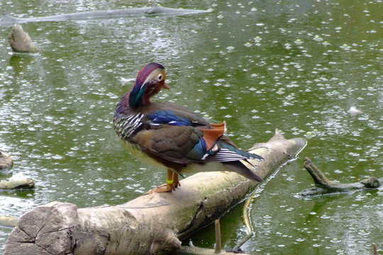 รูปภาพStolze – เลือกดูภาพถ่ายสต็อก เวกเตอร์ และวิดีโอ631 | Adobe Stock