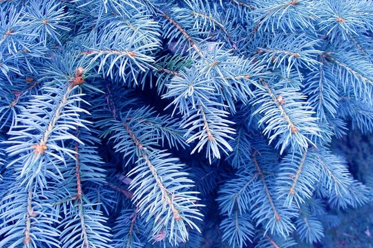 Fir-Grove Images – Browse 36 Stock Photos, Vectors, and Video | Adobe Stock