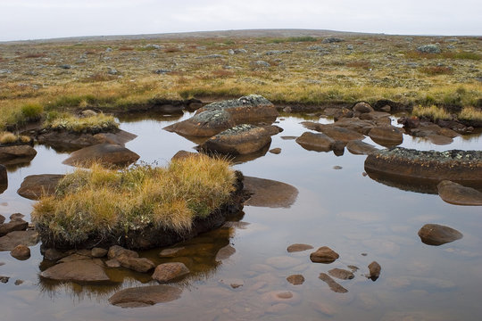 Muskeg Images – Browse 1,126 Stock Photos, Vectors, and Video | Adobe Stock