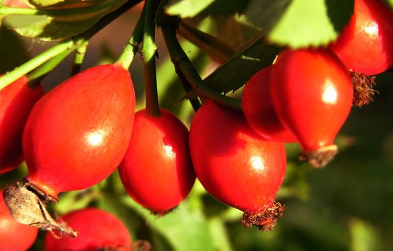 Briar-Rose Images – Browse 41 Stock Photos, Vectors, and Video | Adobe ...