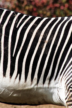 รูปภาพZebre – เลือกดูภาพถ่ายสต็อก เวกเตอร์ และวิดีโอ2,498 | Adobe Stock