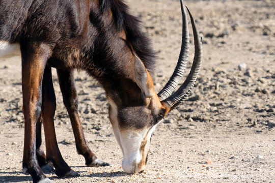 「Gazel」の写真素材 | 228件の無料イラスト画像 | Adobe Stock