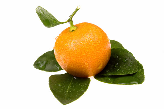 Panama-Orange Images – Browse 52 Stock Photos, Vectors, and Video ...